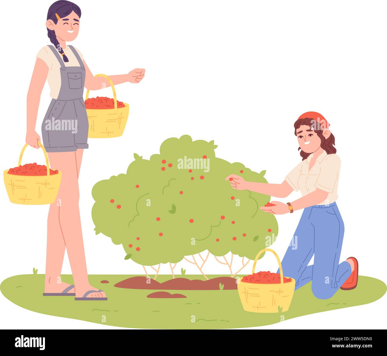 Women harvest berries from bush. Farm life illustration isolated on ...