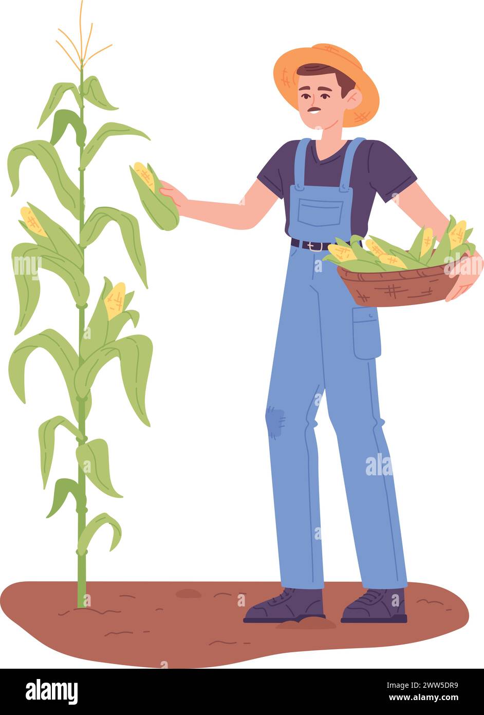 Farmer harvest corn from growing crop. Growing agriculture isolated on ...