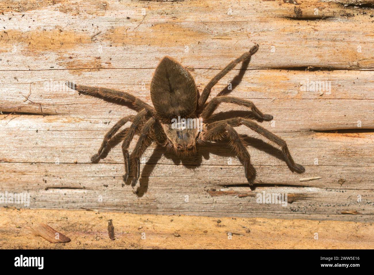 South American huntsman spider Polybetes sp. in Sao Francisco de Paula ...