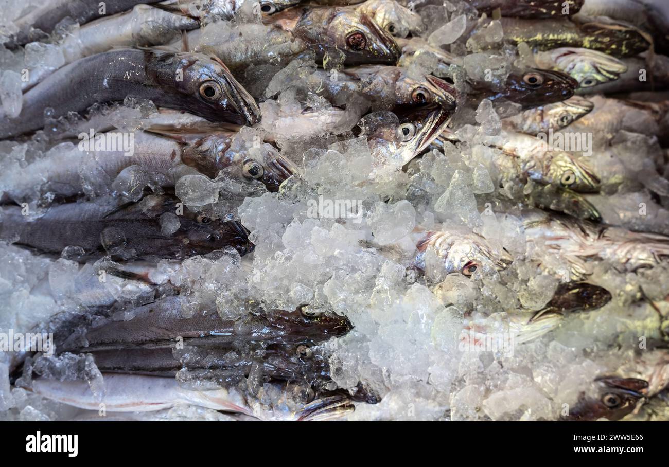 A bountiful display of fresh blue fish rich in omega 3 at the fish ...