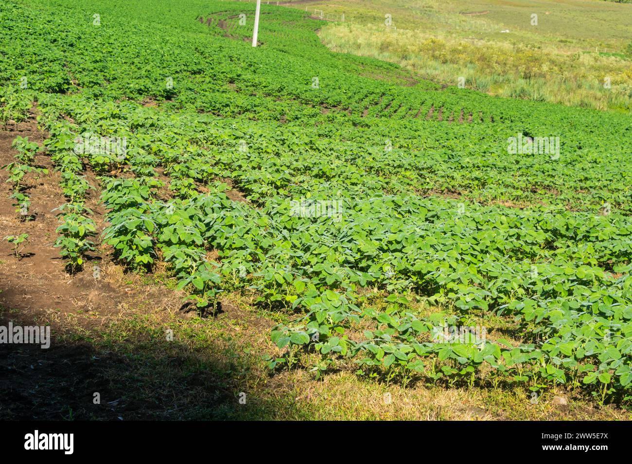 Potato plantation in Sao Francisco de Paula, South of Brazil Stock Photo - Alamy