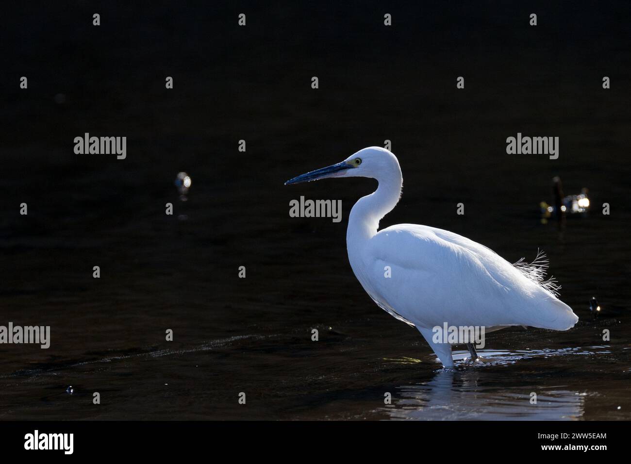 A Little Egret (Egretta Garzetta) hunting in a small lake in a park in ...