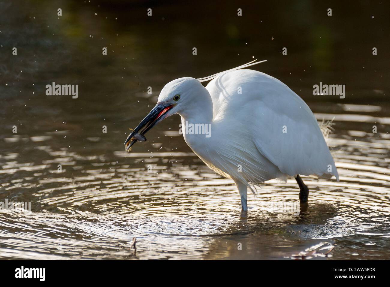 A little egret (Egretta Garzetta) fishing in Izumi no Mori park, Yamato ...