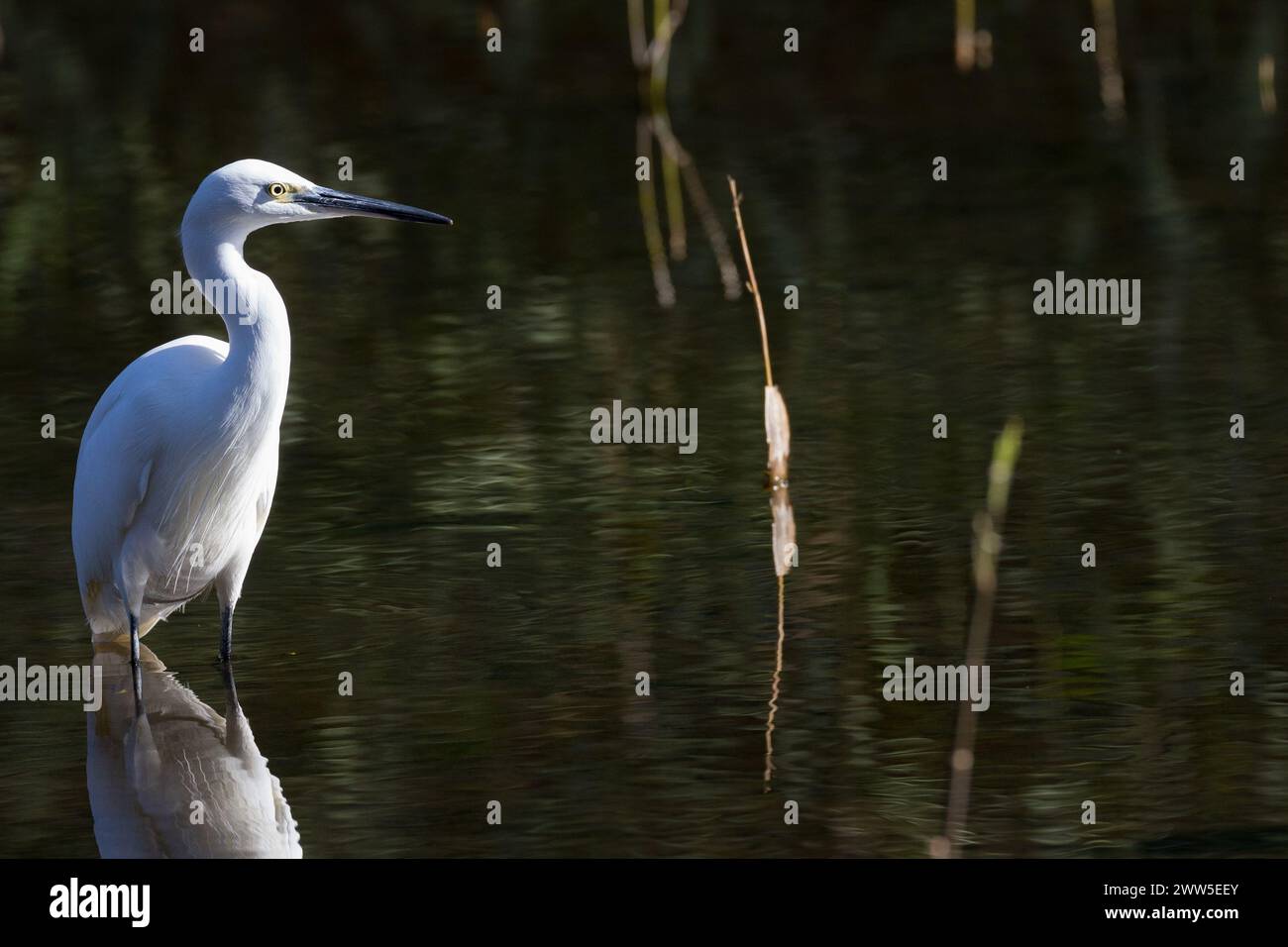 A little egret (Egretta Garzetta) in a pond in Izumi no Mori park ...