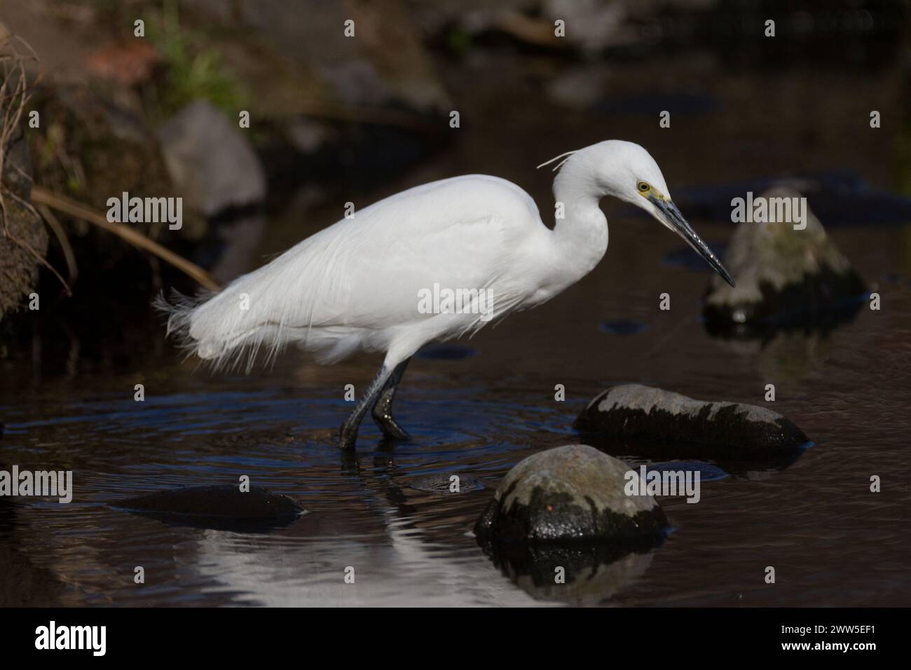 A little egret (Egretta Garzetta) in a stream in Izumi no Mori park ...