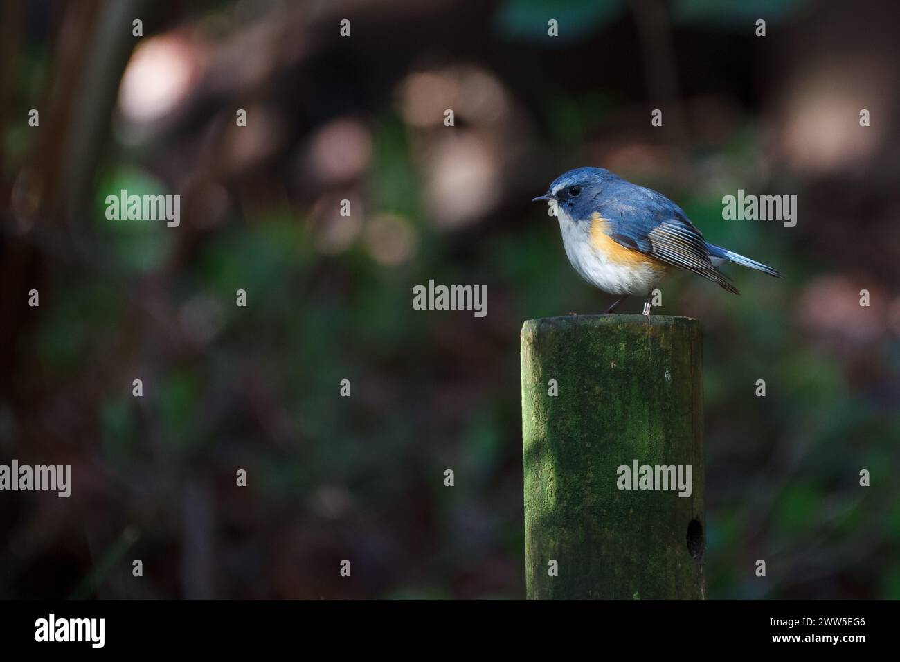 Male orange flanked bush robin hi-res stock photography and images - Alamy