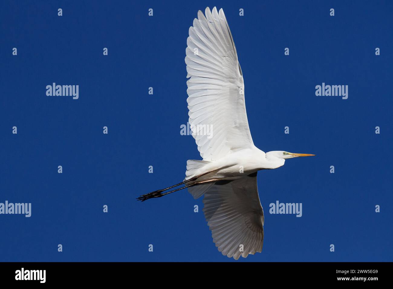 A great egret (Ardea alba) flying with wings outstretched. Kanagawa ...