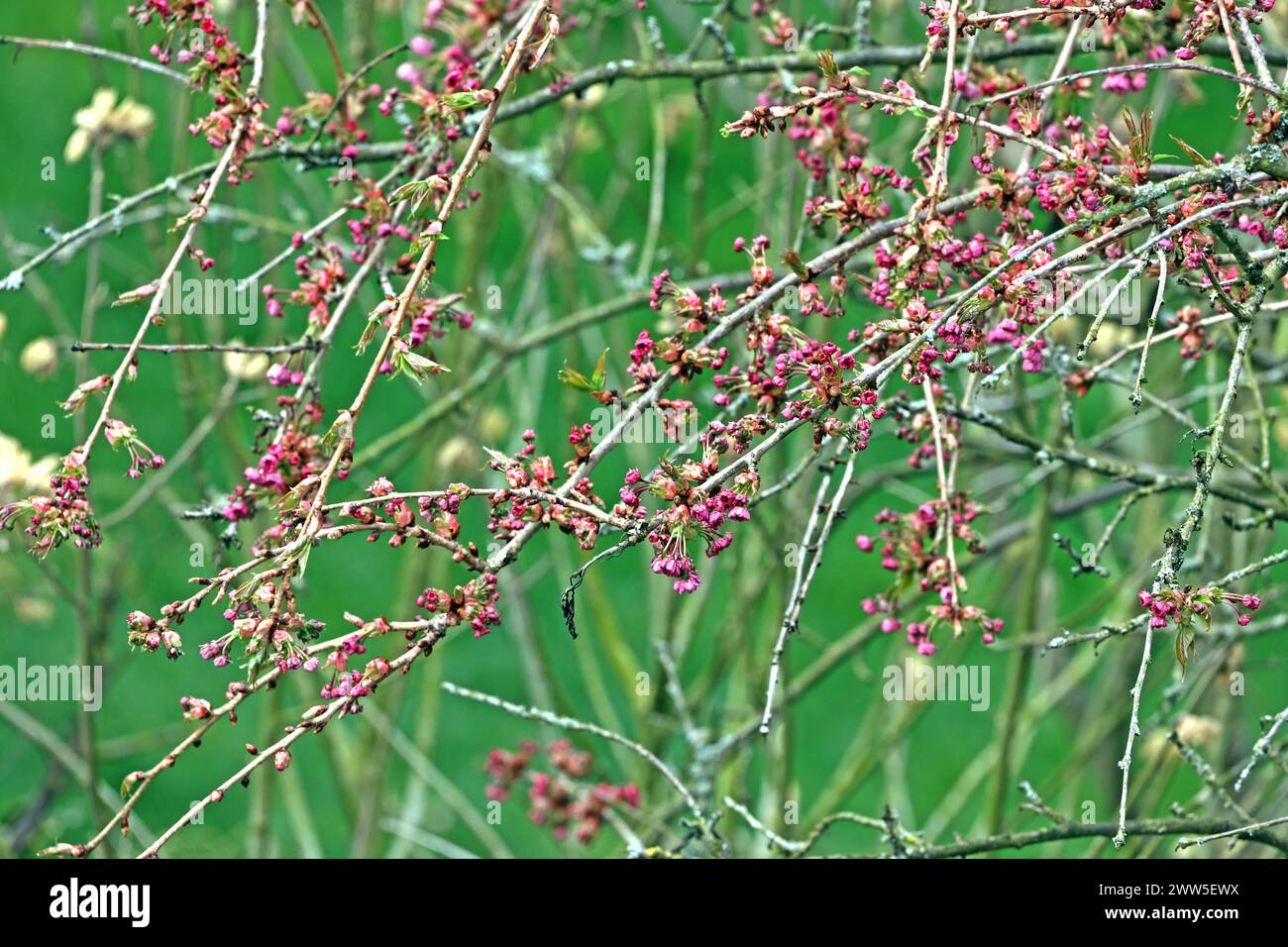 Zierformen der Kirsche Die Knospen der Japanischen Blütenkirsche ...