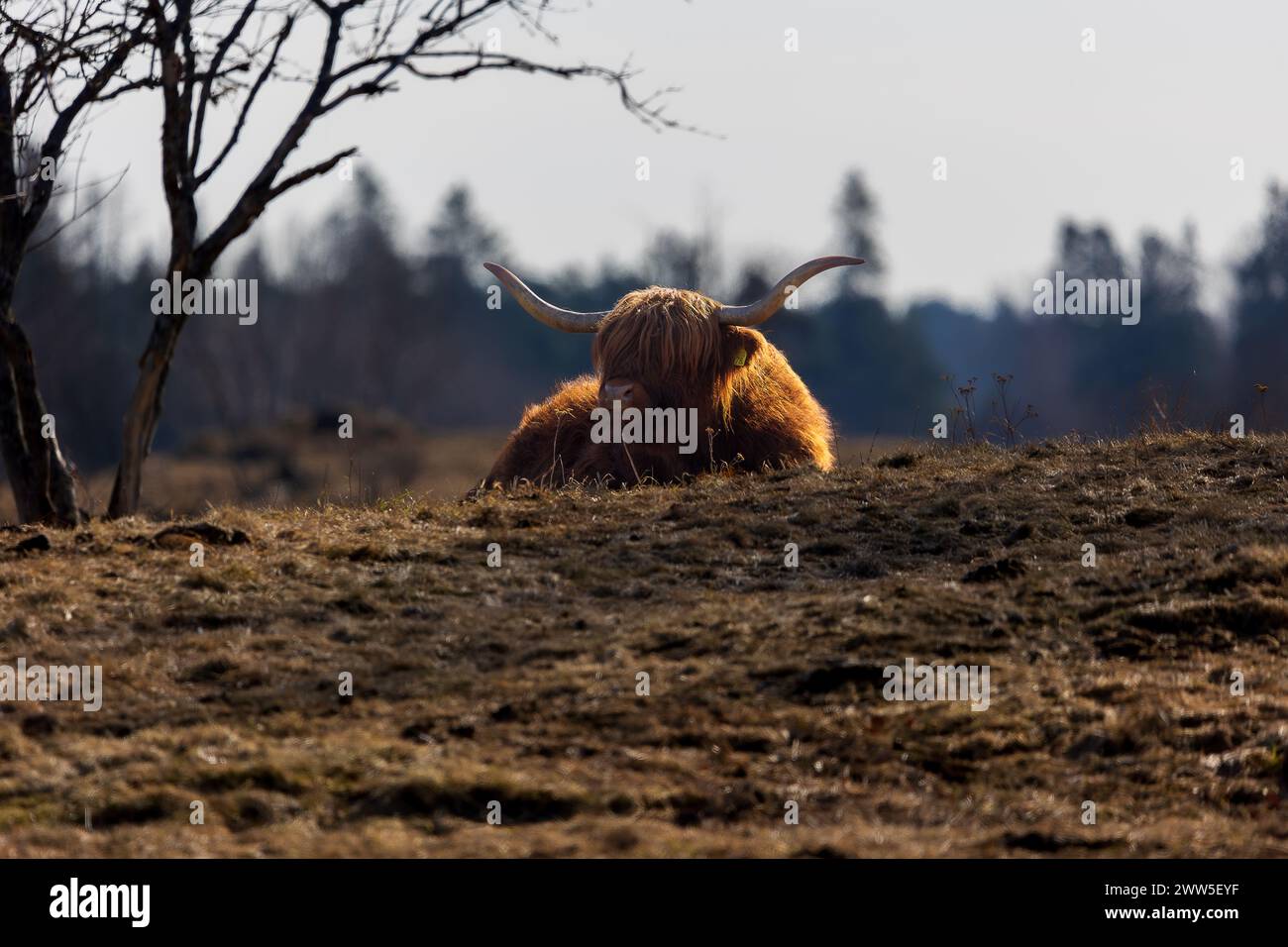 Highland cattle laying in hi-res stock photography and images - Alamy