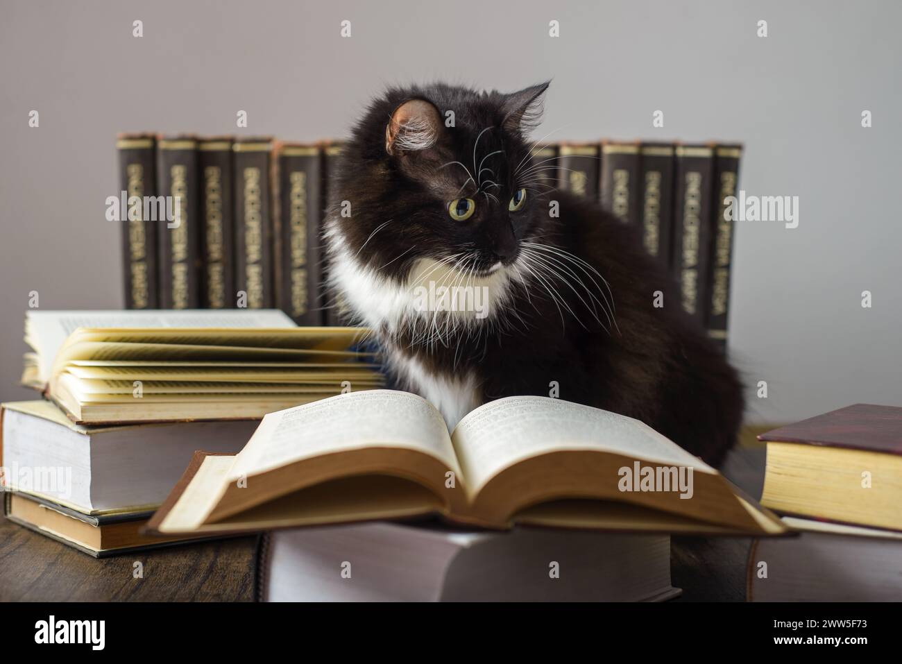 Concept of reading. World book day. Cat with books around pretending to ...