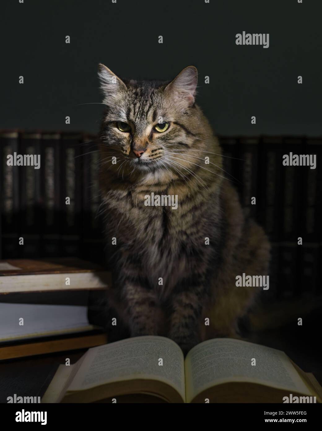 Concept of reading. World book day. Cat with books around pretending to ...