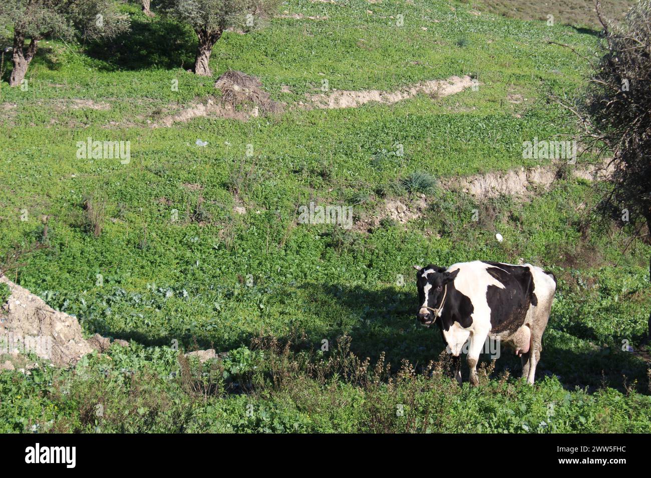 Beautiful shot green forest hi-res stock photography and images - Alamy