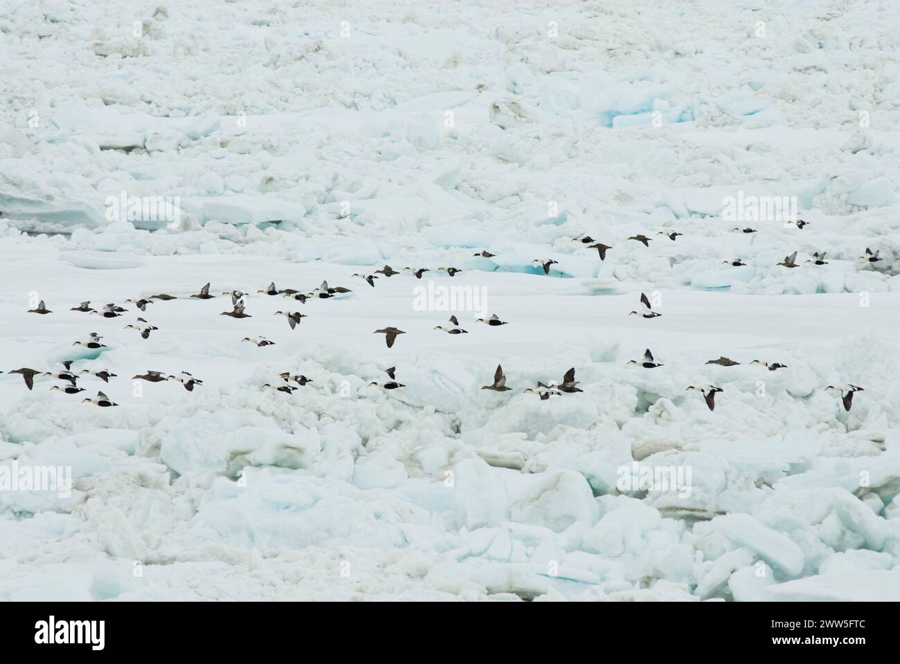 King eider Somateria spectabilis and Common eider Somateria mollissima ...