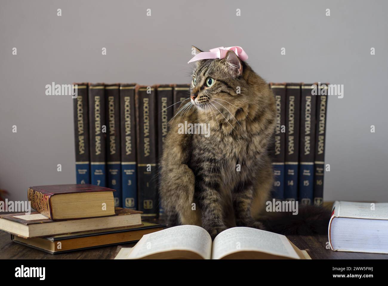 Concept of reading. World book day. Cat with books around pretending to ...