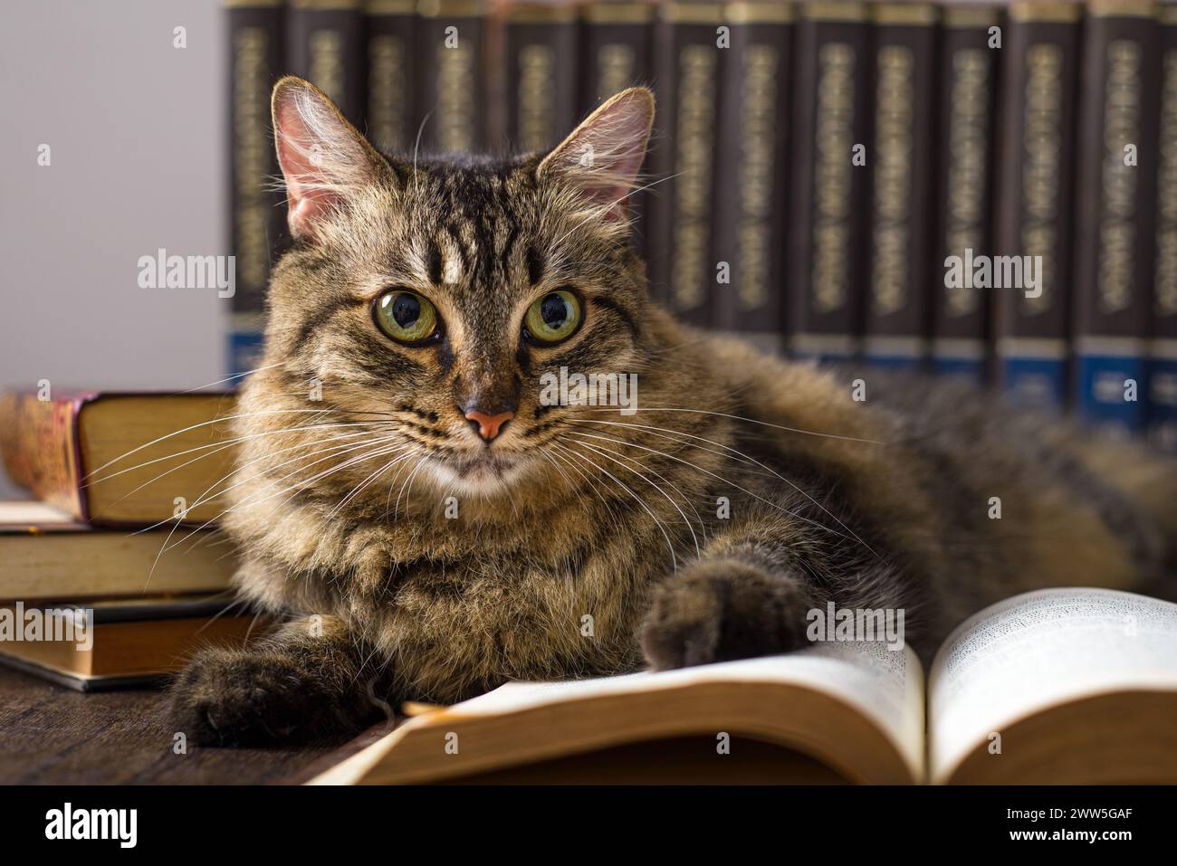 Concept of reading. World book day. Cat with books around pretending to ...