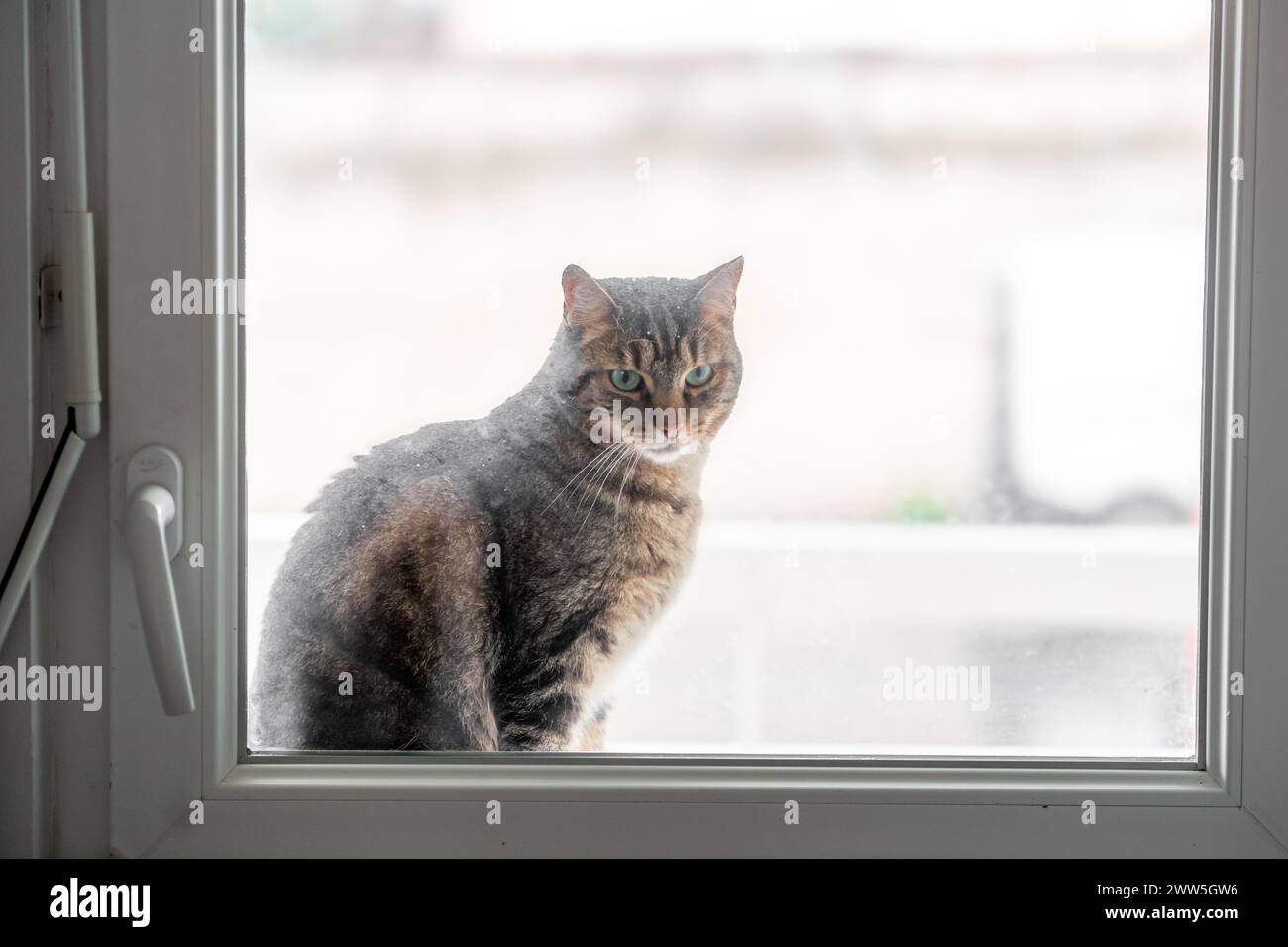 A cat is sitting in a window looking out Stock Photo - Alamy