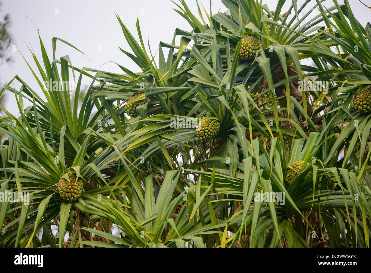 Pineapple Tree with fruit Stock Photo - Alamy