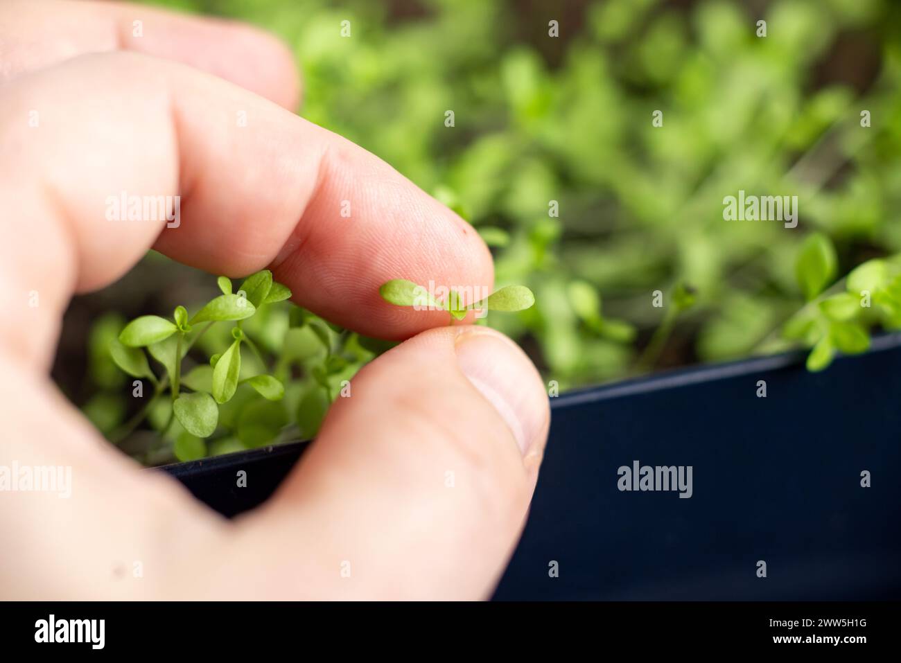 A hand is touching a plant with a green leaf. The plant is small and ...