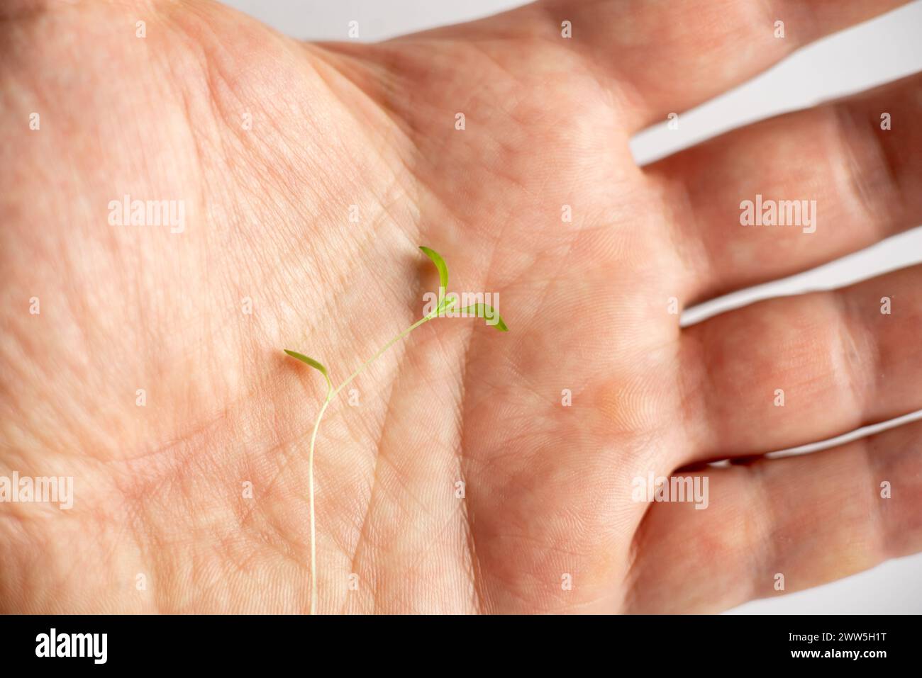 A hand holding a small plant. The plant is a seedling and is growing in ...