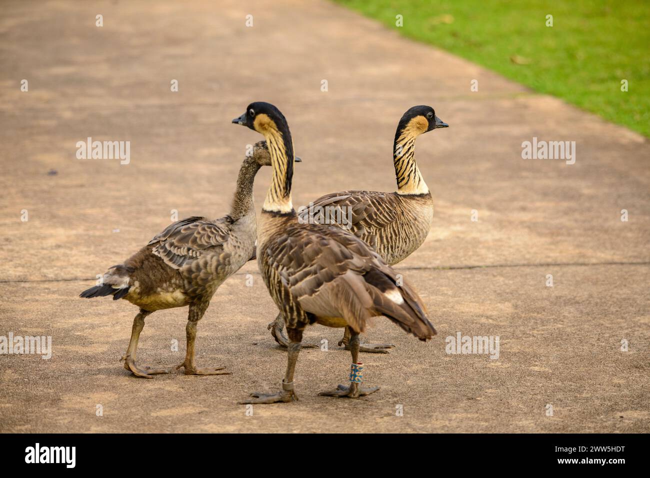 Nene Hawaiian Goose fowl bird Stock Photo - Alamy