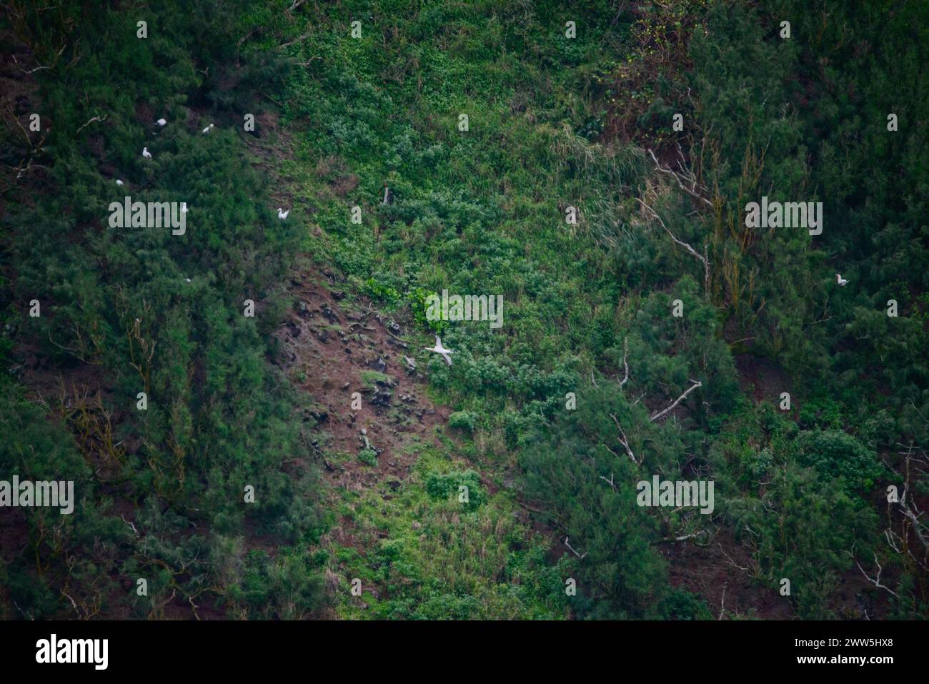 Red-footed Booby Sea Bird Nesting in the Winter on Kauai, Hawaii Stock ...