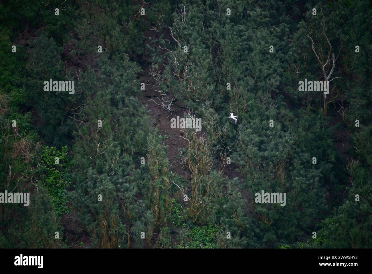 Red-footed Booby Sea Bird Nesting in the Winter on Kauai, Hawaii Stock ...