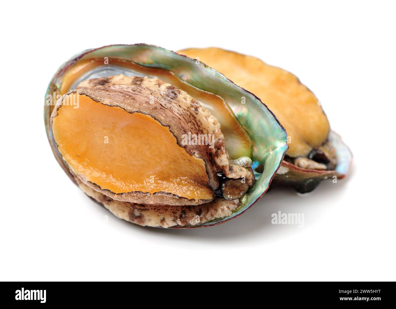 Live abalone hi-res stock photography and images - Alamy
