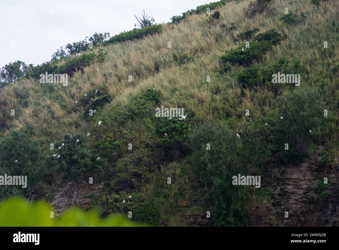 Red-footed Booby Sea Bird Nesting in the Winter on Kauai, Hawaii Stock ...