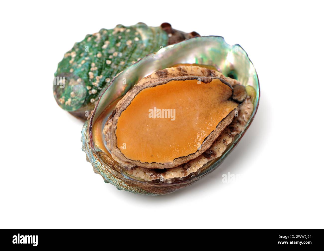 Live abalone hi-res stock photography and images - Alamy