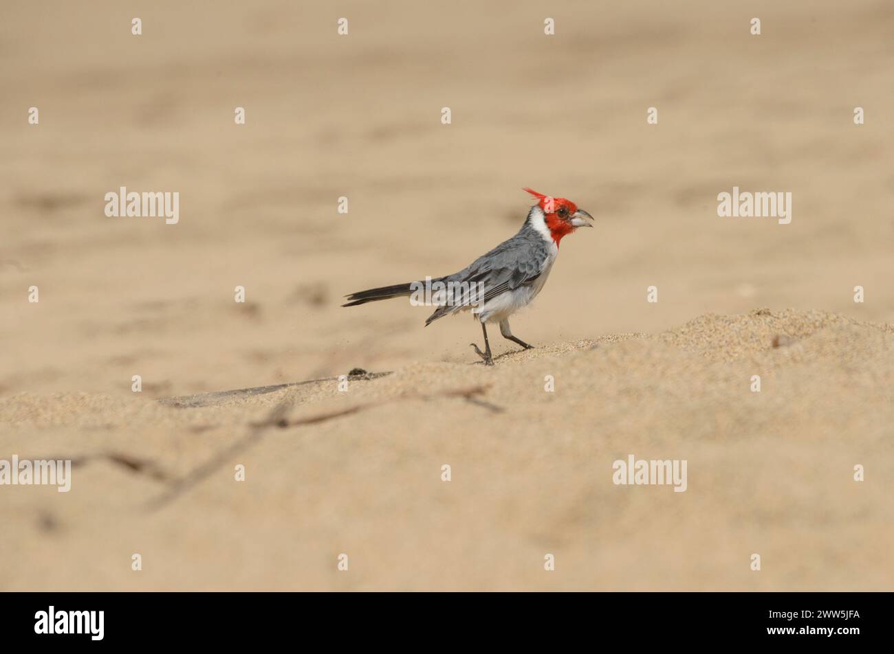 Red crested cardinal in hawaii hi-res stock photography and images - Alamy
