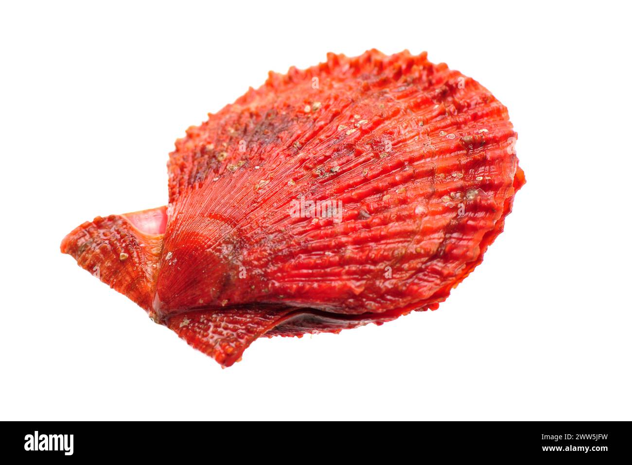Raw scallop on white background Stock Photo - Alamy
