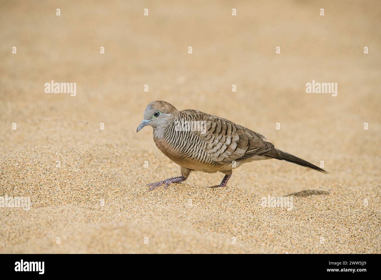 Zebra dove hawaii hi-res stock photography and images - Alamy