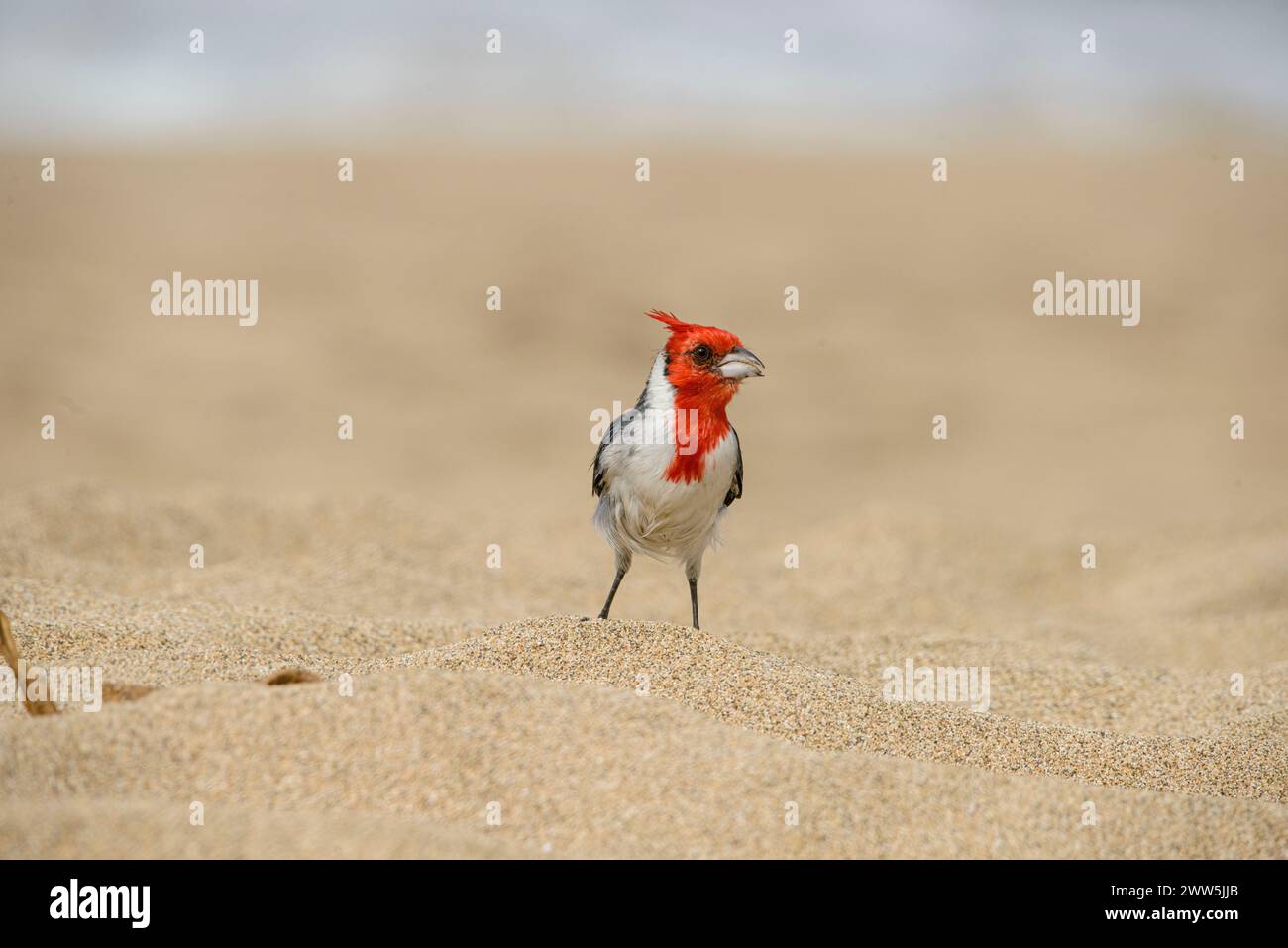 Land, sea and nature scapes Stock Photo - Alamy
