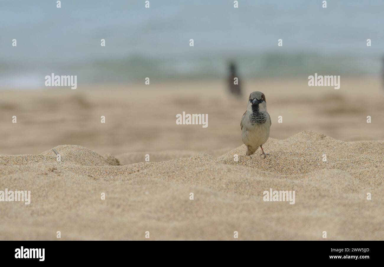 Land, sea and nature scapes Stock Photo - Alamy