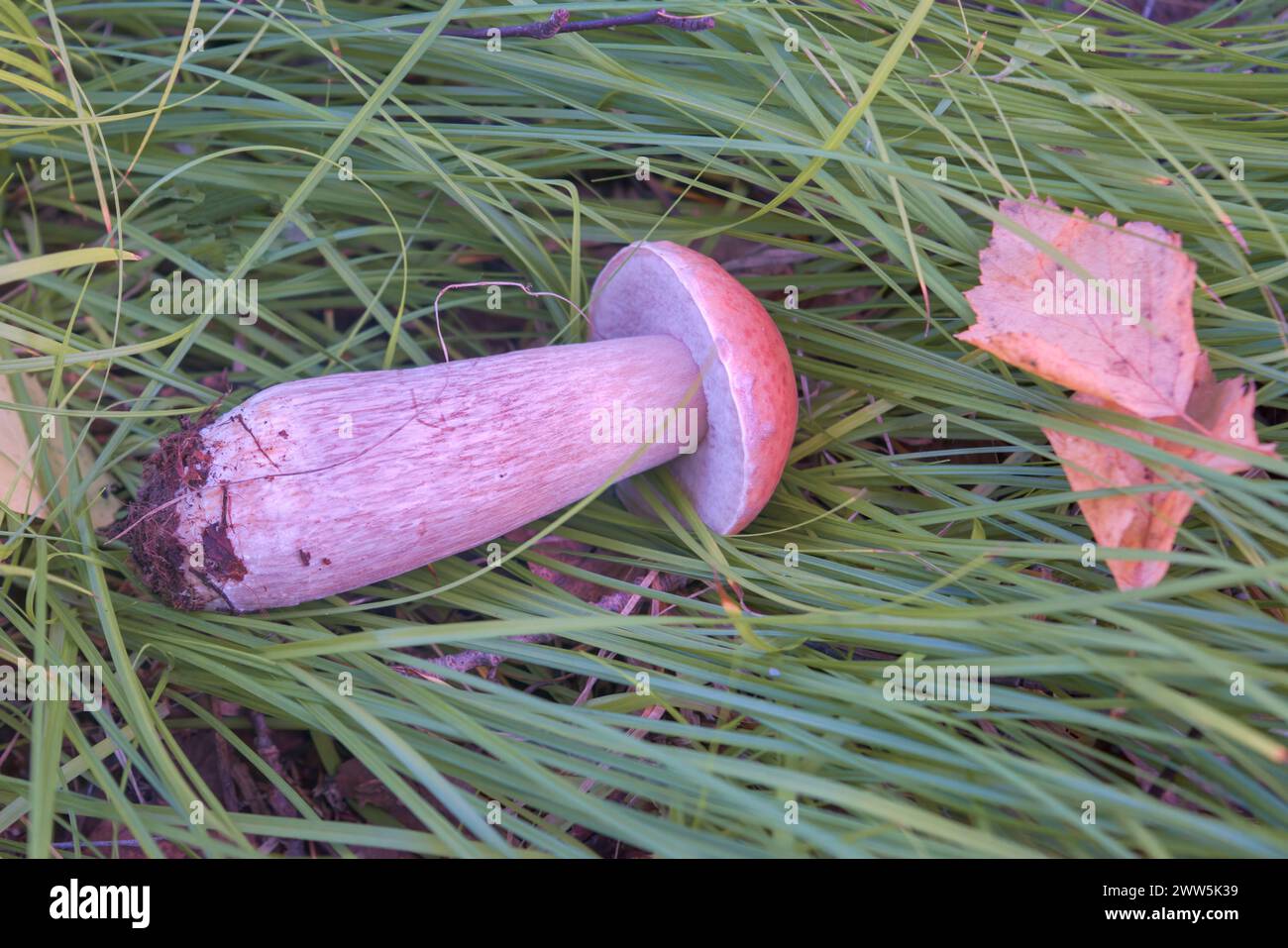 Beautiful boletus edulis mushroom. Healthy and delicates food Stock ...
