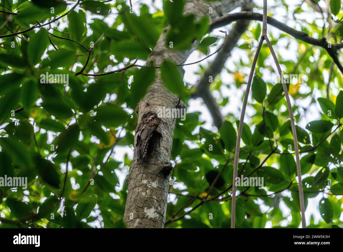 Caroni Swamp. Trinidad Stock Photo - Alamy