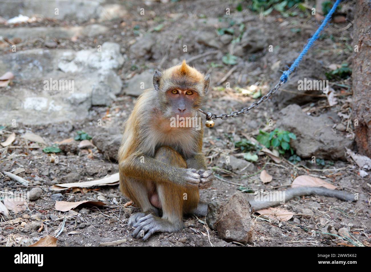 Long-tailed monkey (macaca fascicularis) with a chain-tied neck ...