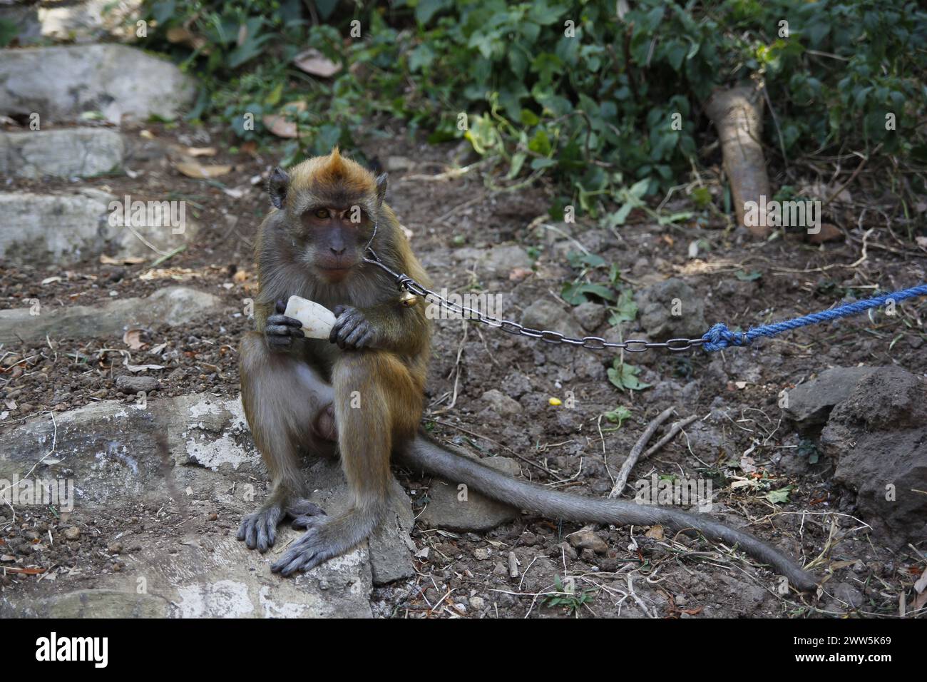 Long-tailed monkey (macaca fascicularis) with a chain-tied neck ...