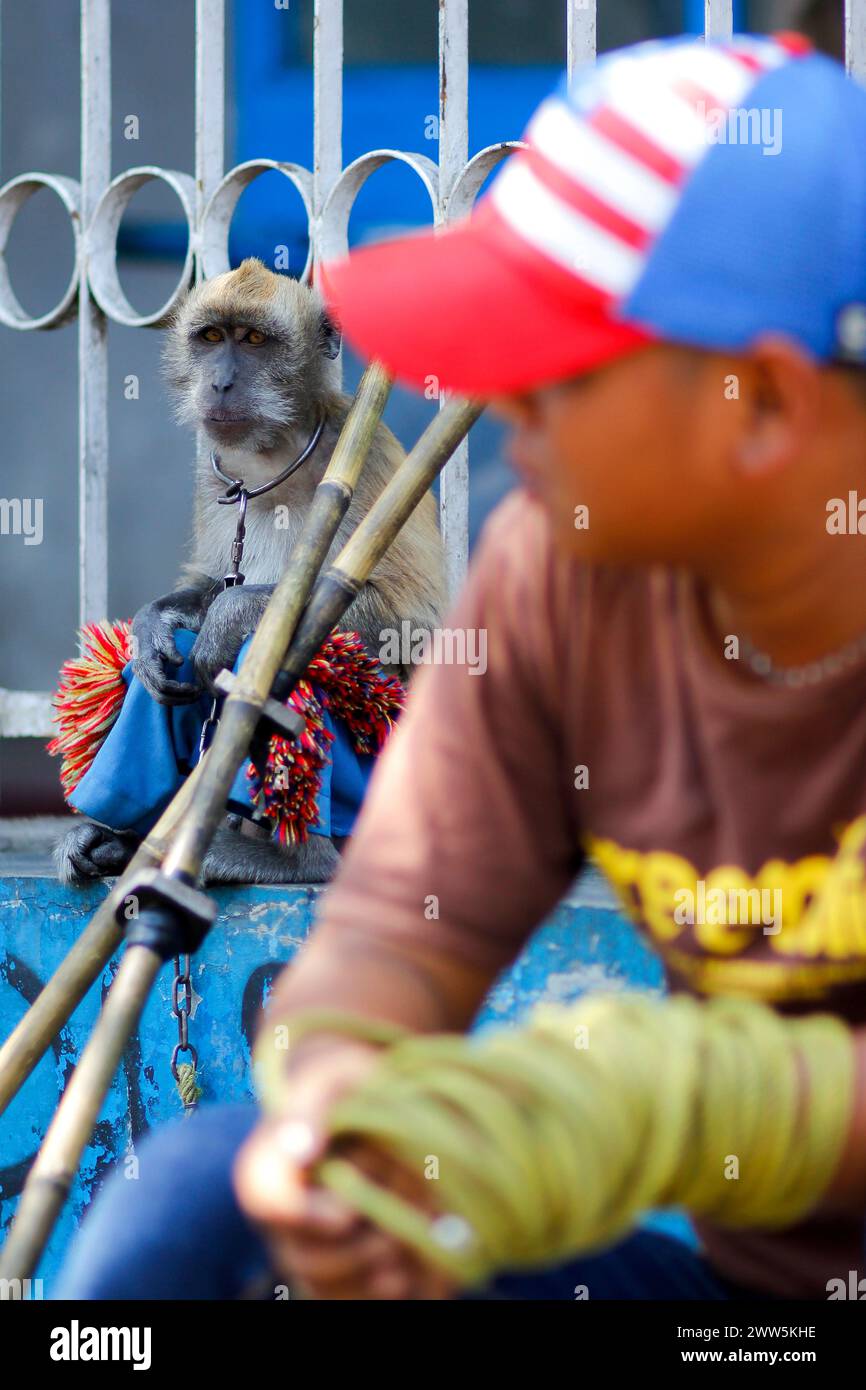 Chained monkey hi-res stock photography and images - Alamy