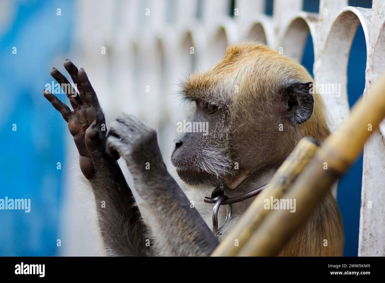 A long-tailed monkey (macaca fascicularis) with a chain noose around ...