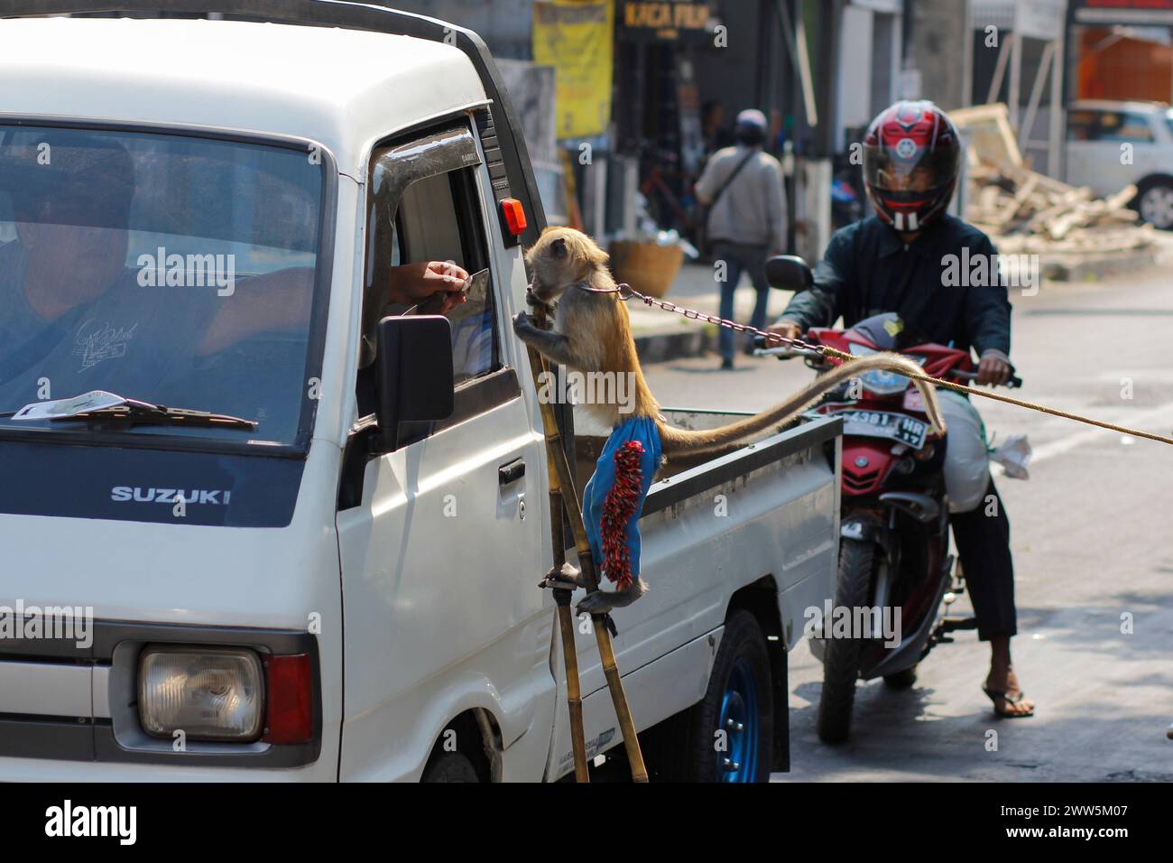 A driver gives money to a long-tailed monkey (Macaca fascicularis) who ...