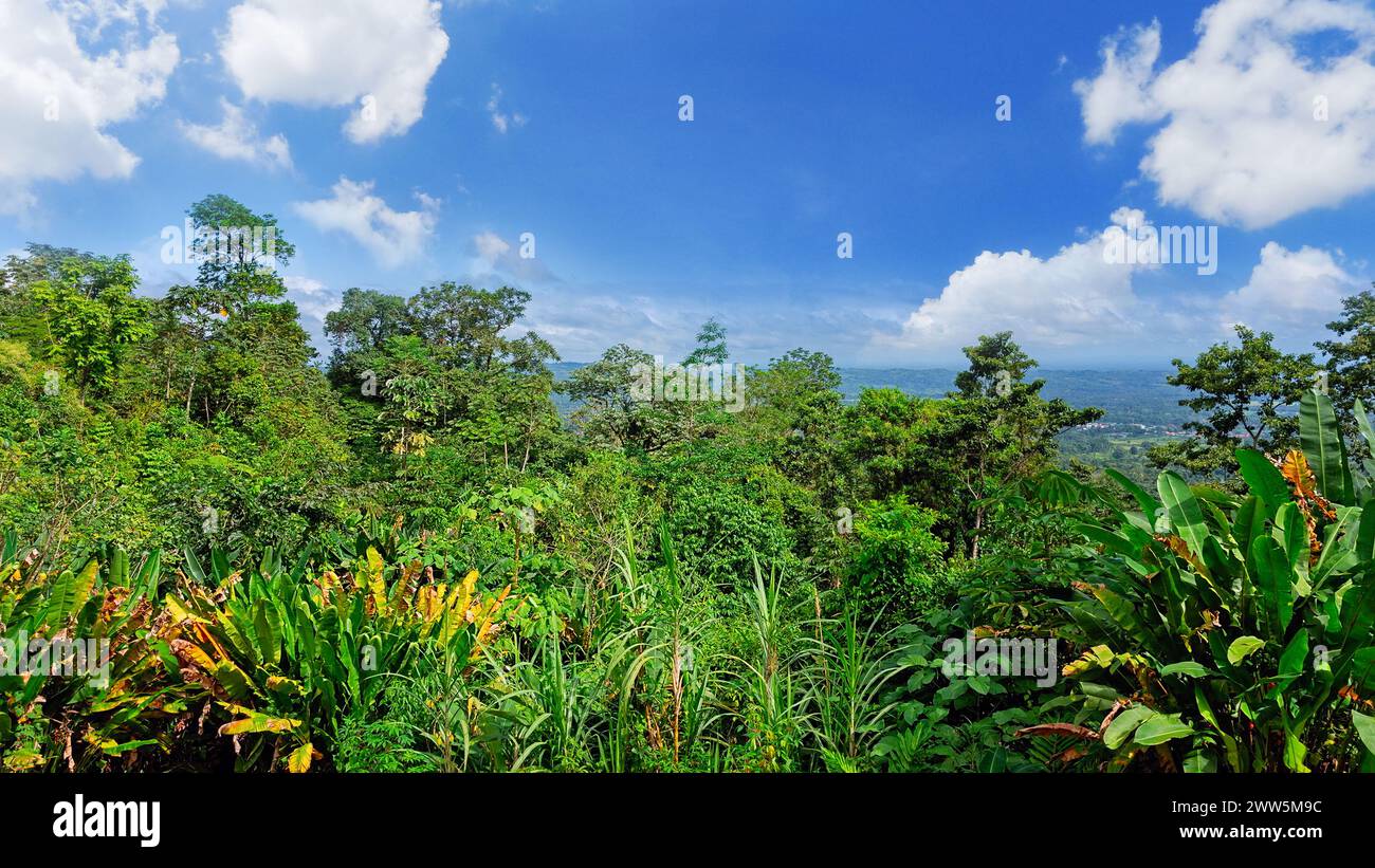 Rainforest amid blue skies. Costa Rica. Volcan Arenal. Different ...