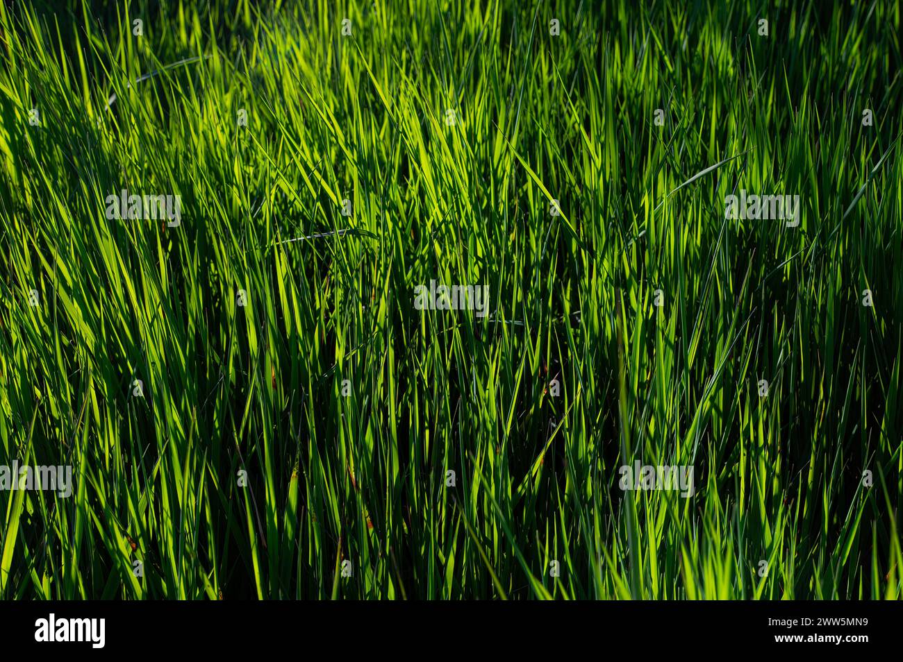 Green grass texture background at the edge of the wetland Stock Photo ...