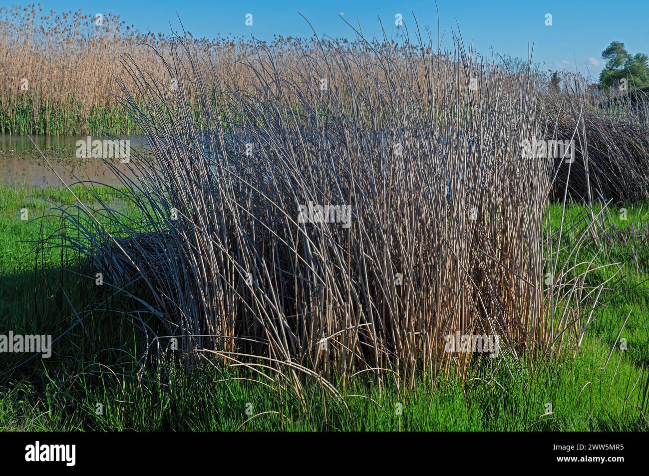 Dry sedge plants at the wetland edge Stock Photo - Alamy
