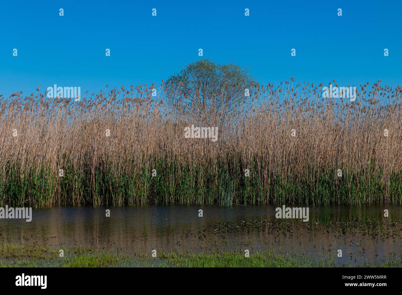 Dry and green reed plants on the edge of the wetland. blue sky ...