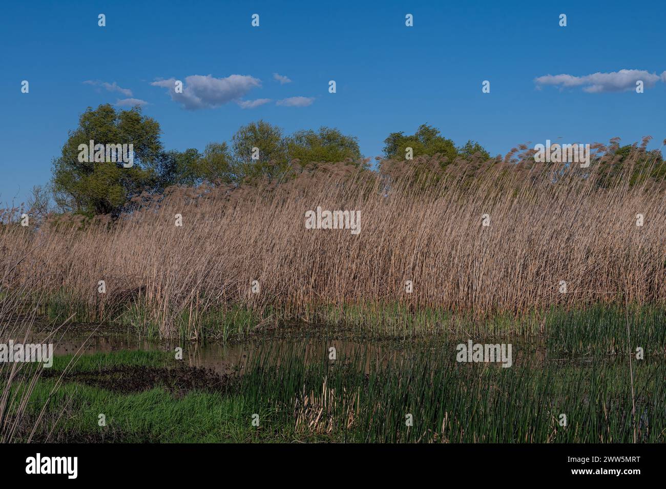 Dry and green reed plants at the edge of a wetland. Trees and cloudy ...