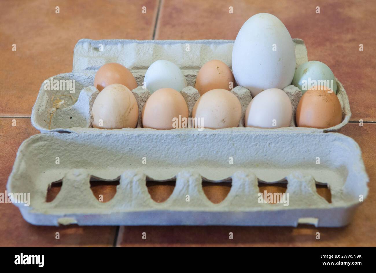 Free-range big goose egg between chicken ones. Display on cardboard ...