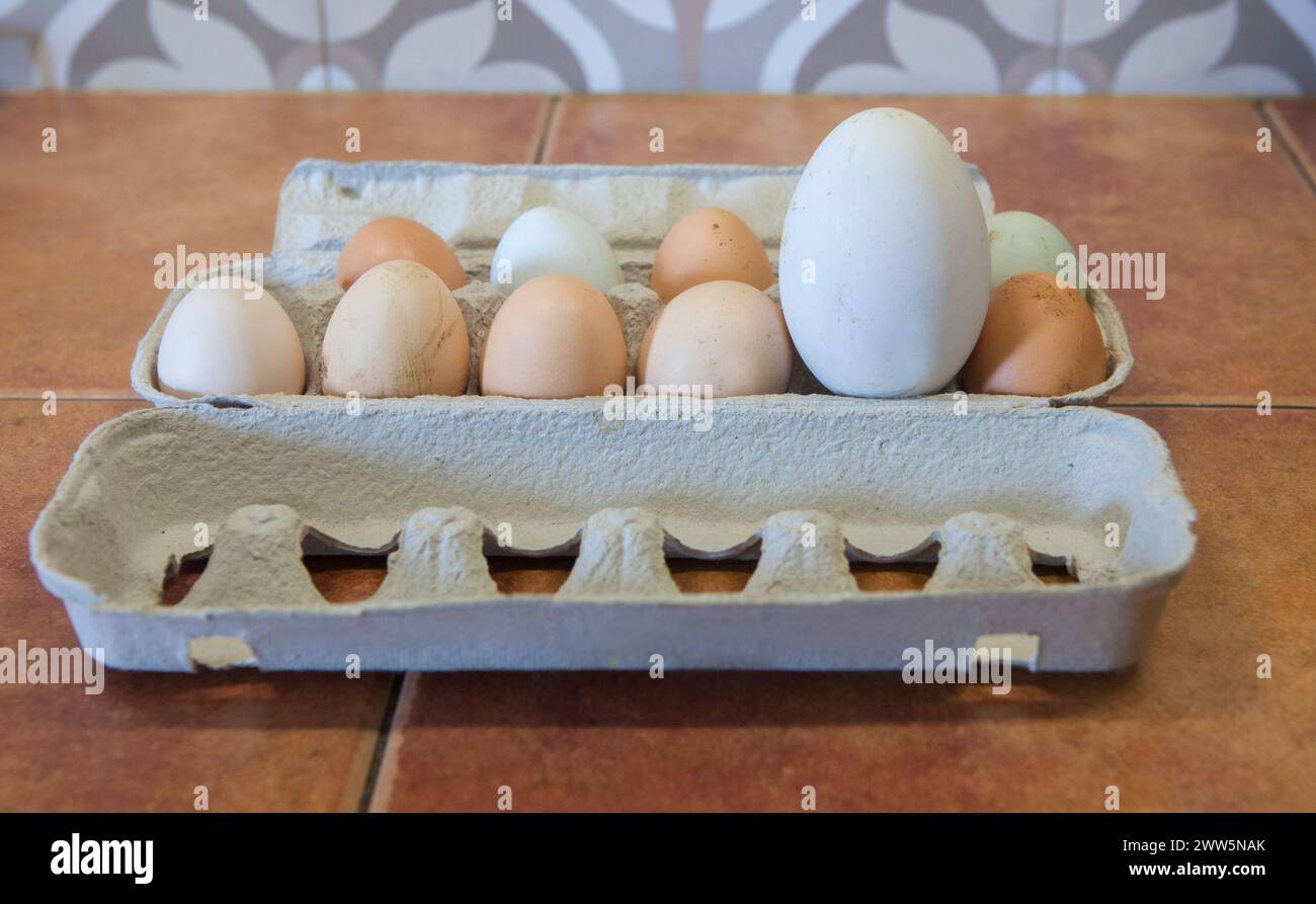 Free-range big goose egg between chicken ones. Display on cardboard ...