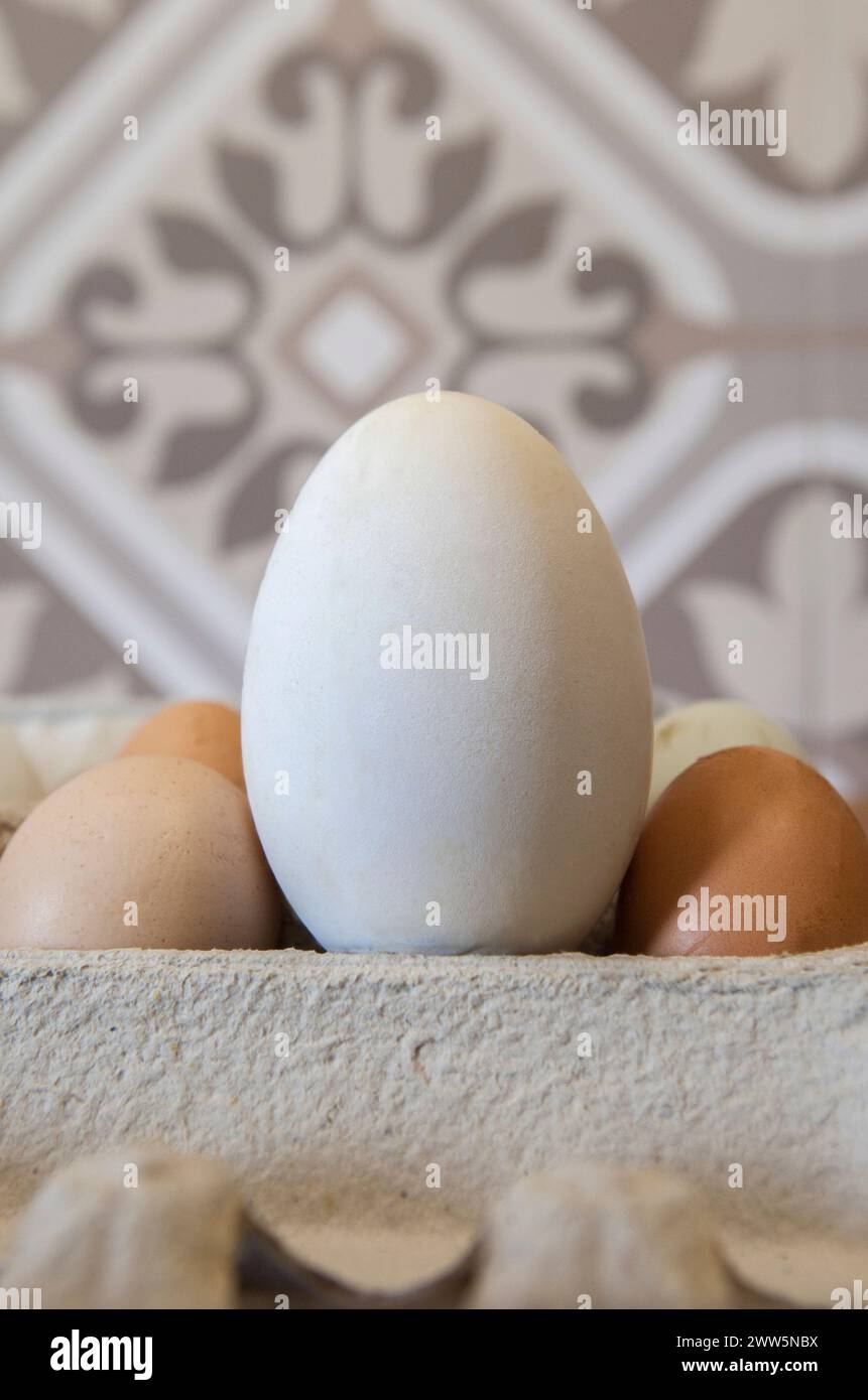 Free-range big goose egg between chicken ones. Display on cardboard ...
