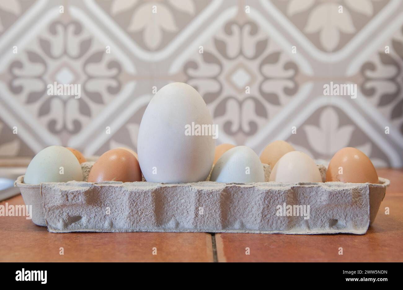 Free-range big goose egg between chicken ones. Display on cardboard ...
